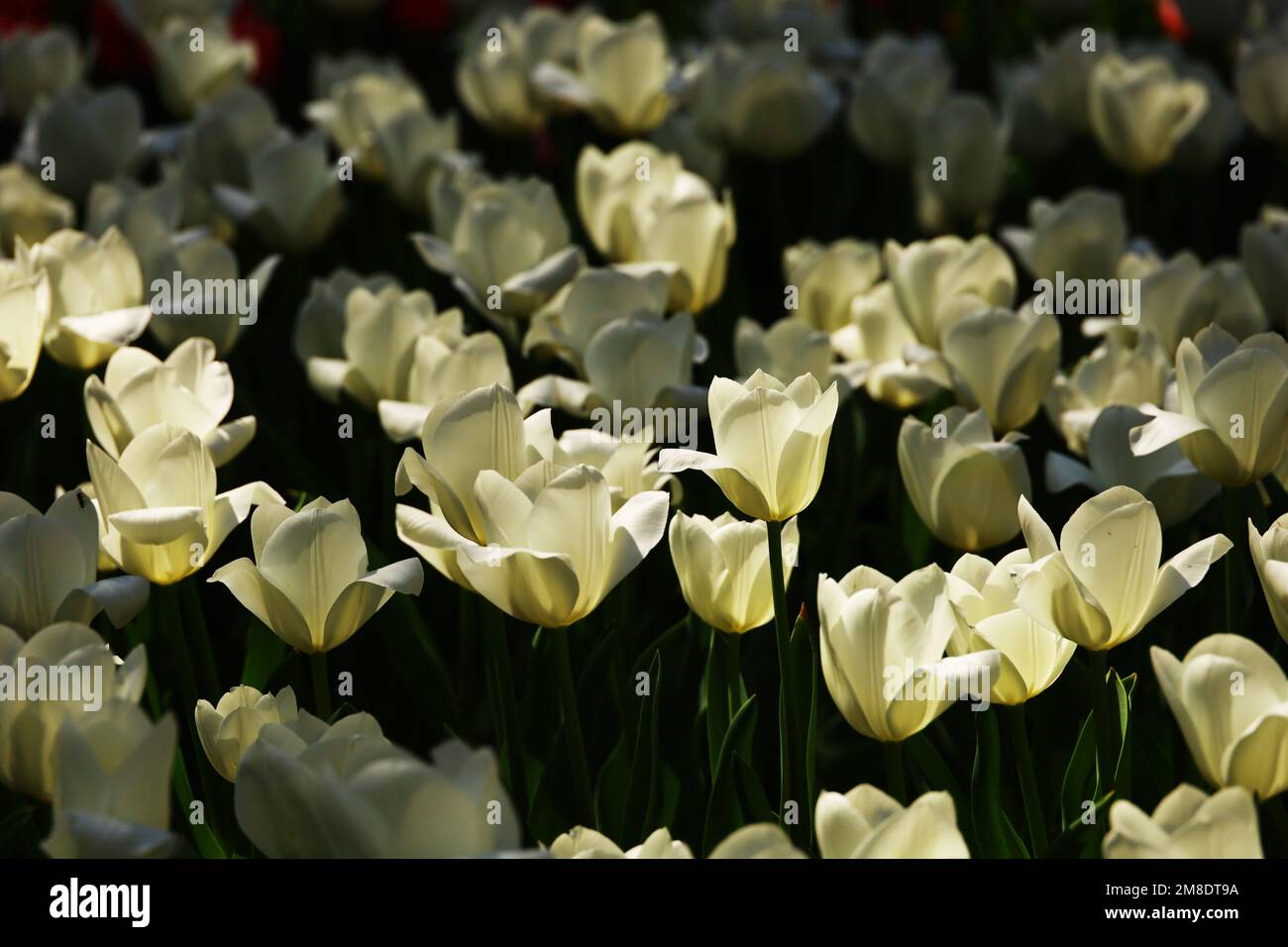 White tulips garden hi-res stock photography and images - Alamy