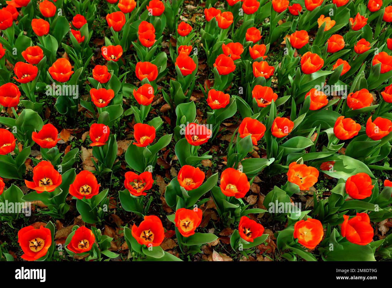 Red tulips in an orderly row in the field Stock Photo - Alamy