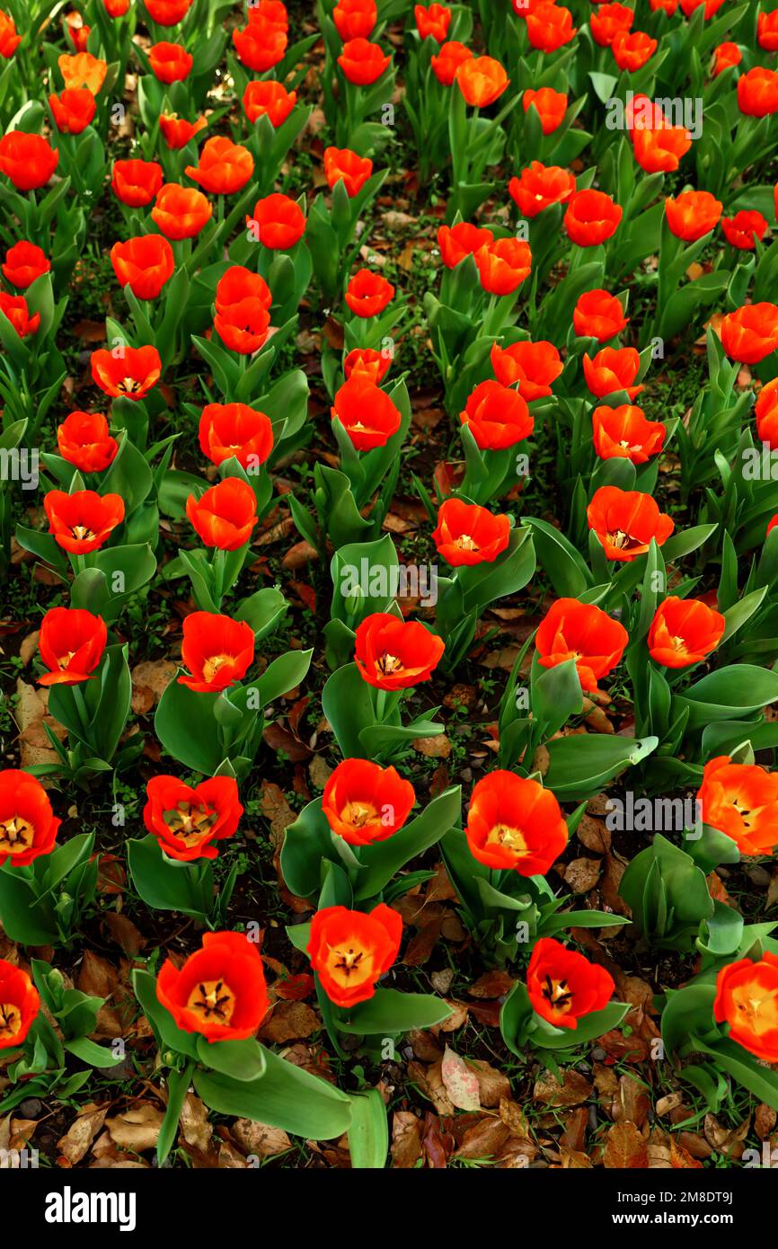 Orderly line hi-res stock photography and images - Alamy