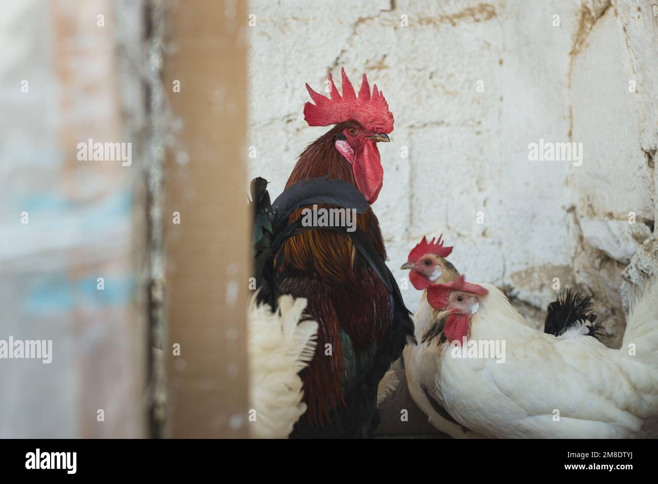 Corral with ecological chickens and roosters Stock Photo - Alamy