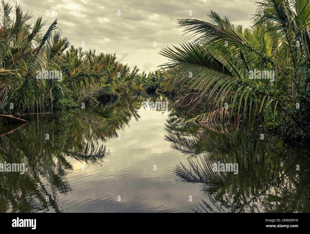Rainforest jungle in wetlands sri hi-res stock photography and images ...
