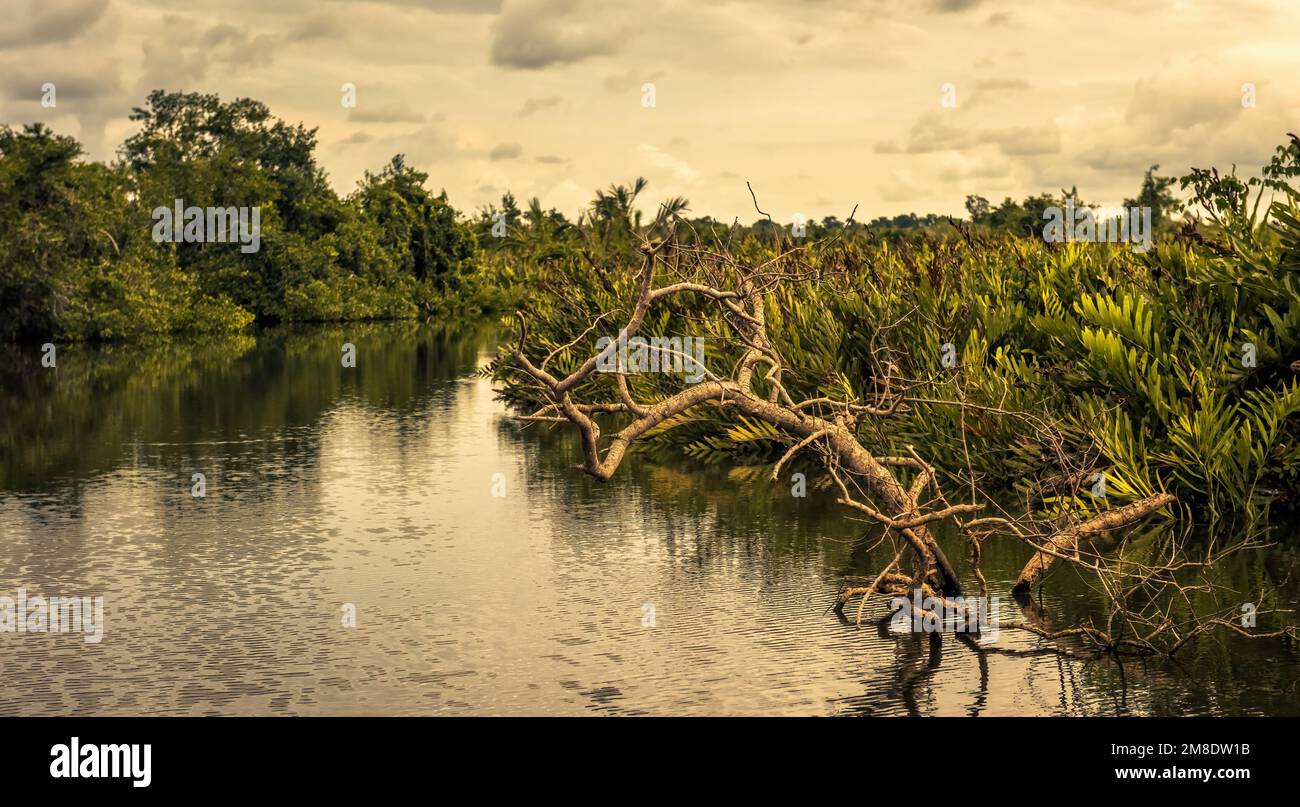 Jungle at sunset near Tangalle, Sri Lanka. Scenery of tropical river ...