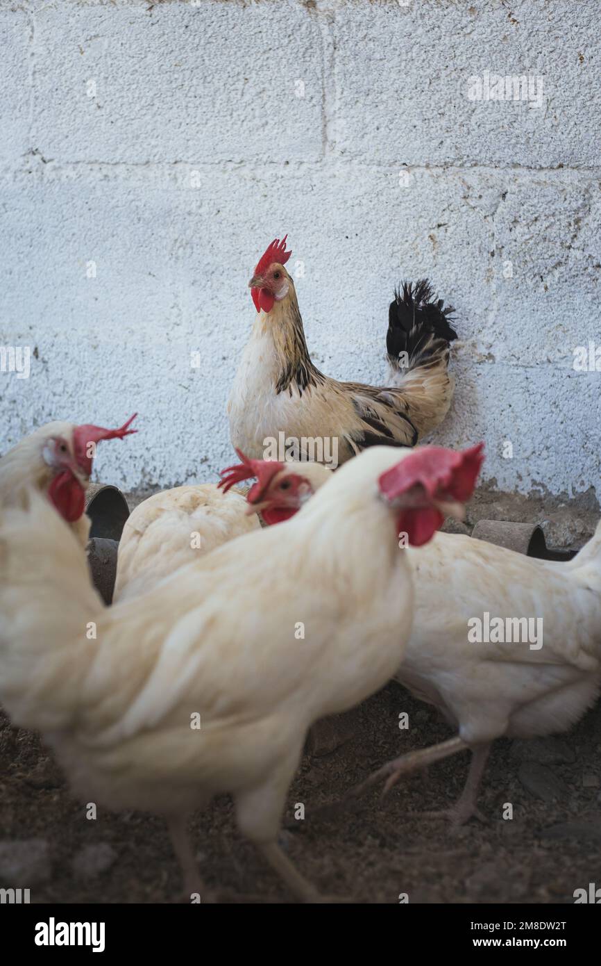 Corral with ecological chickens and roosters Stock Photo - Alamy