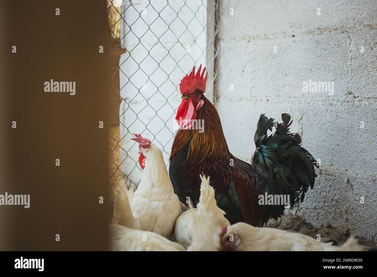 Corral with ecological chickens and roosters Stock Photo - Alamy