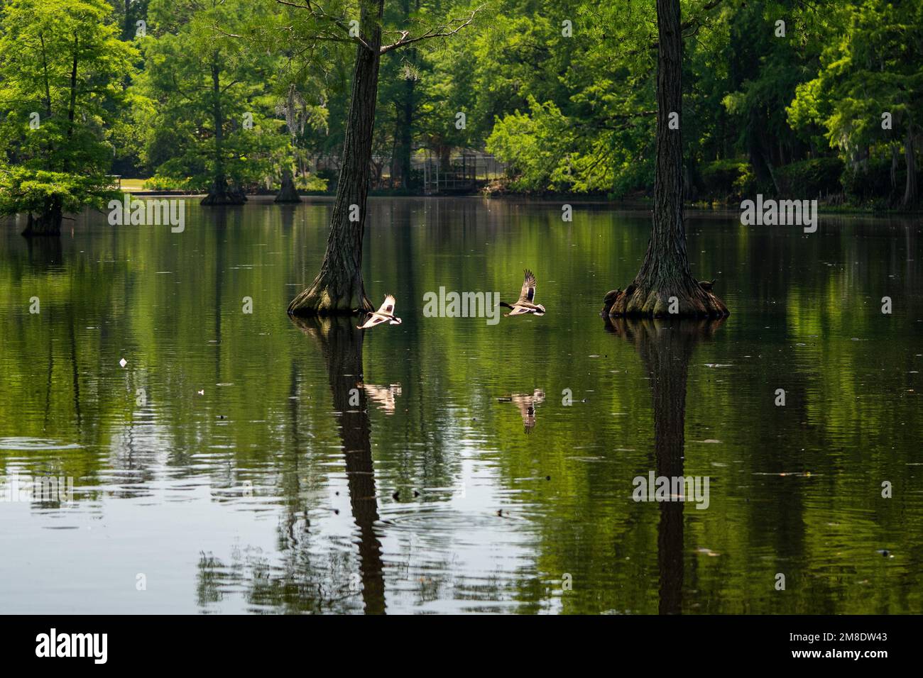 The beautiful Swan Lake Iris Gardens in Sumter, South Carolina Stock ...