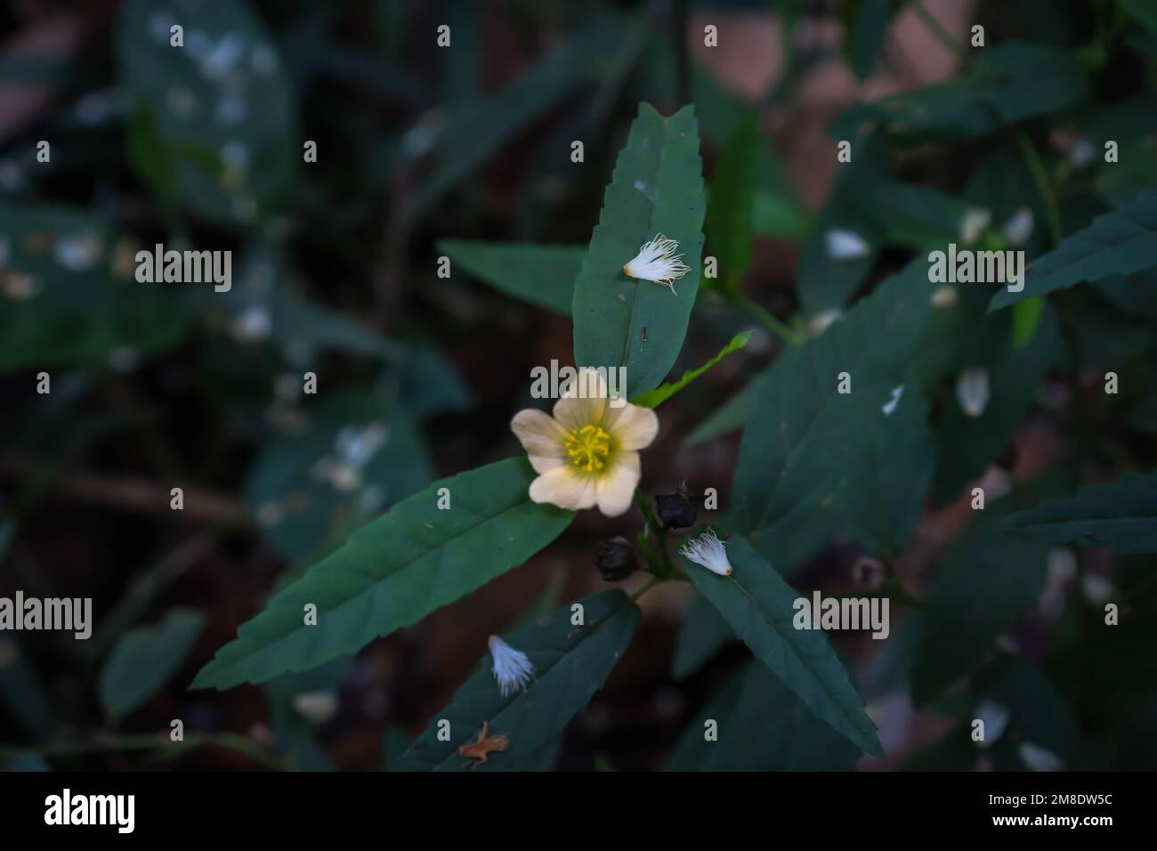 A closeup shot of common wireweed (Sida acuta) in the garden Stock ...