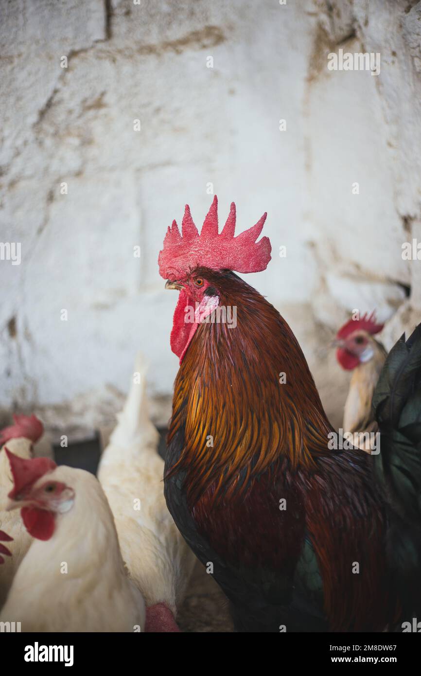 Corral with ecological chickens and roosters Stock Photo - Alamy