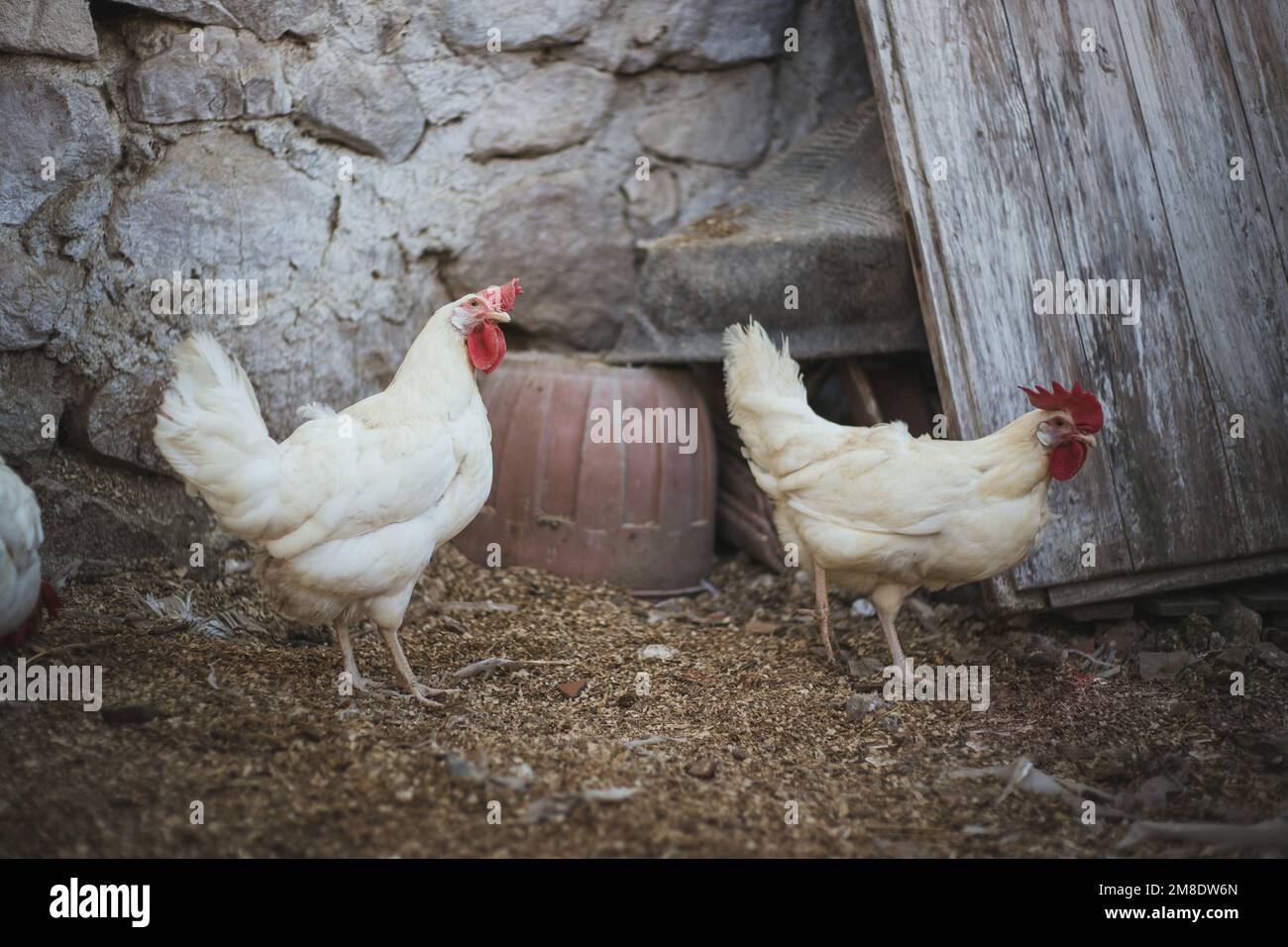 Corral with ecological chickens and roosters Stock Photo - Alamy