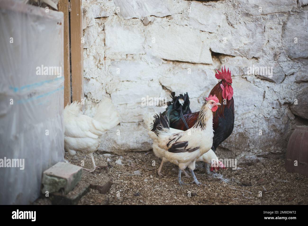 Corral with ecological chickens and roosters Stock Photo - Alamy