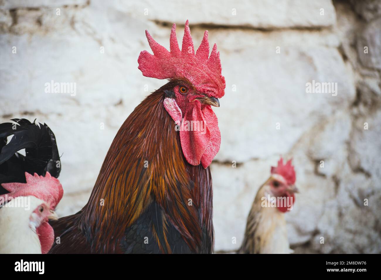 Corral with ecological chickens and roosters Stock Photo - Alamy