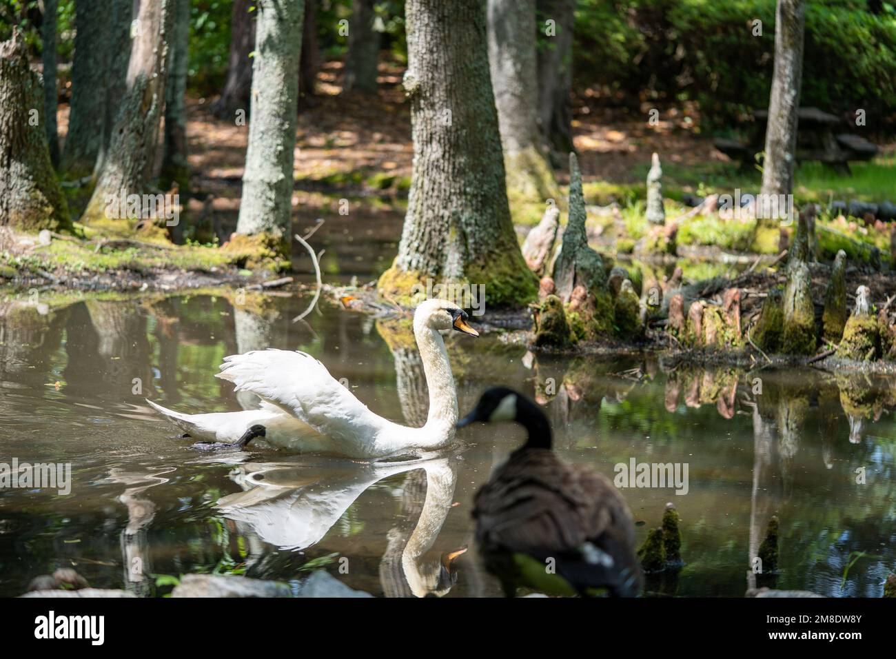 A white swan swimming in the Swan Lake Iris Gardens in Sumter, South ...