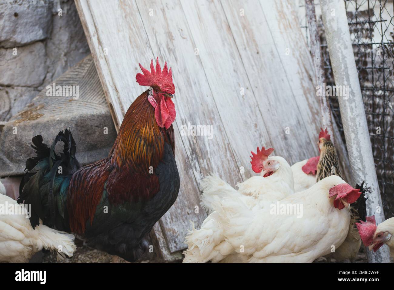 Corral with ecological chickens and roosters Stock Photo - Alamy