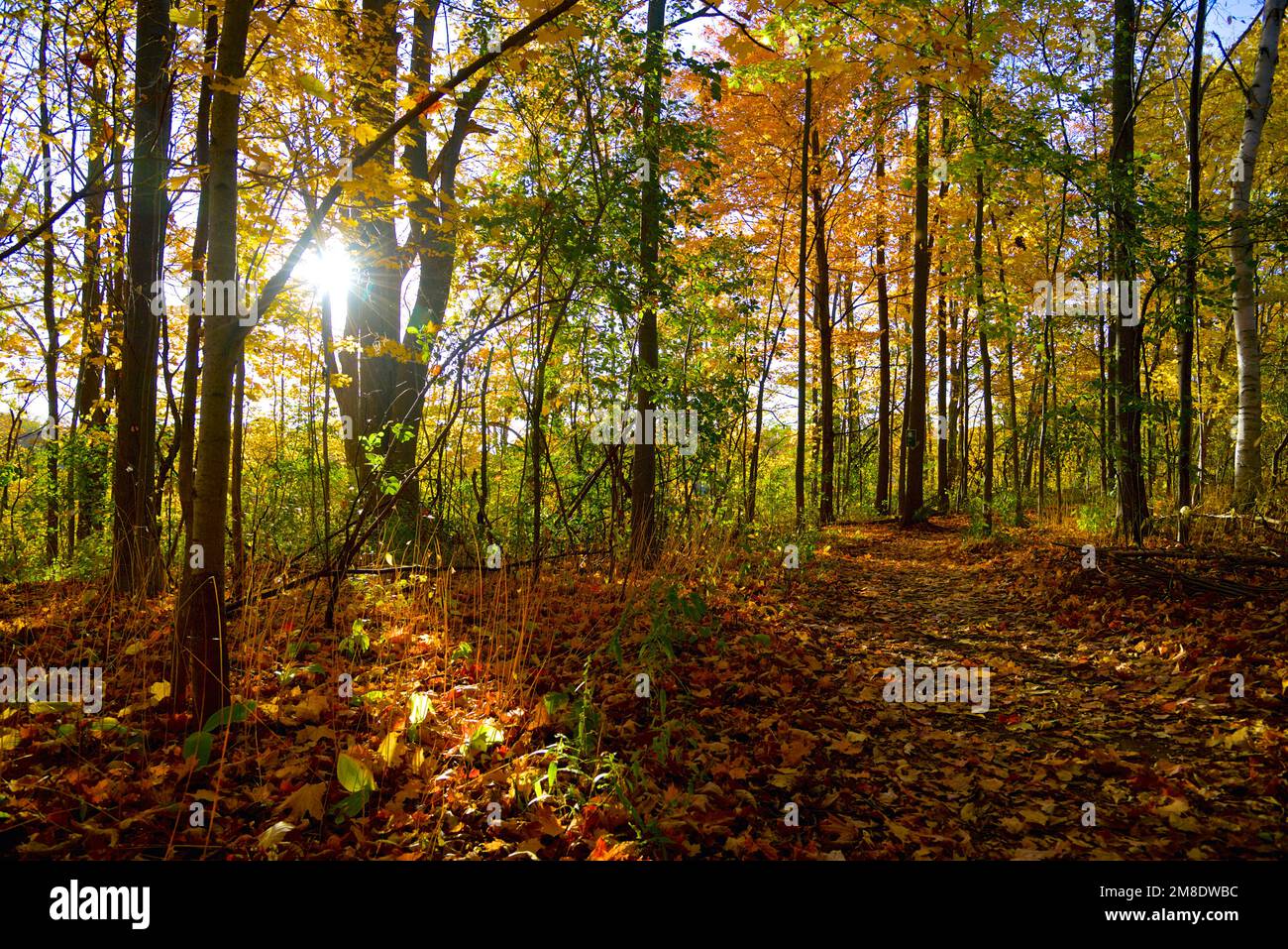 Colour in forest hi-res stock photography and images - Alamy