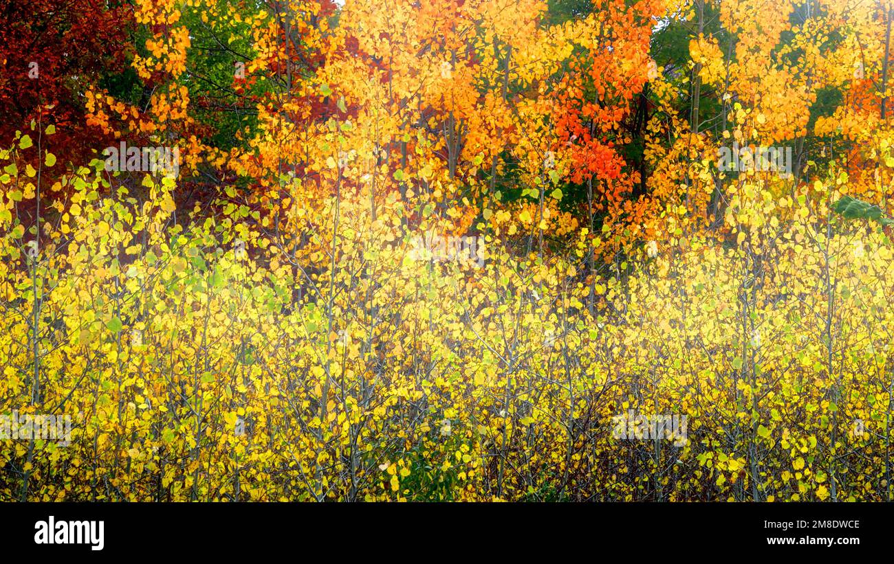 Abstract autumn leaf colour background Stock Photo - Alamy