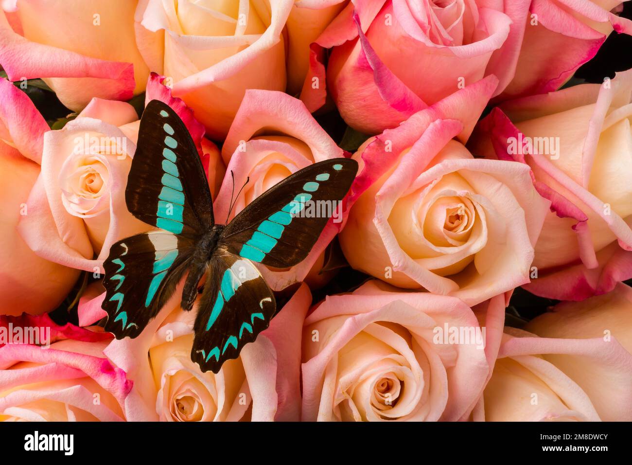 Pink Roses Blue Black Butterfly Stock Photo - Alamy