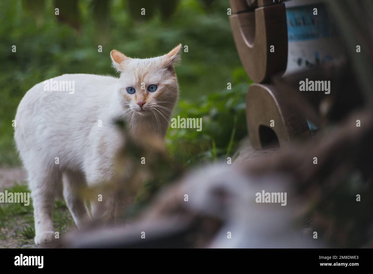 Beautiful cats at liberty in the field Stock Photo - Alamy
