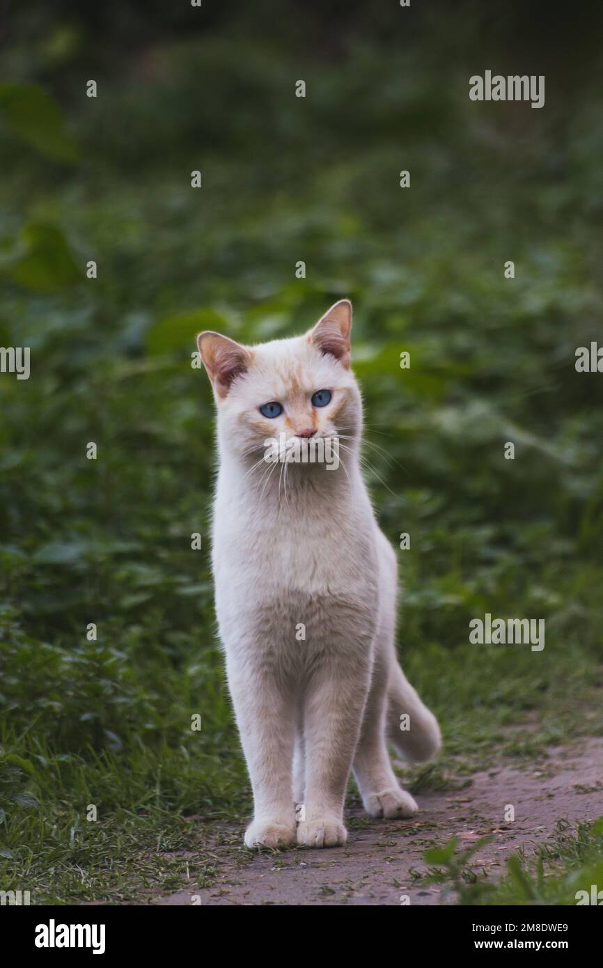 Gatitos gatos hi-res stock photography and images - Alamy