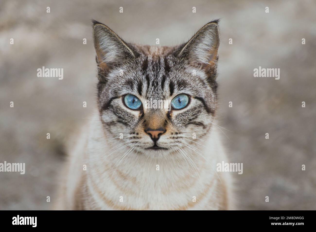 Gatitos gatos hi-res stock photography and images - Alamy