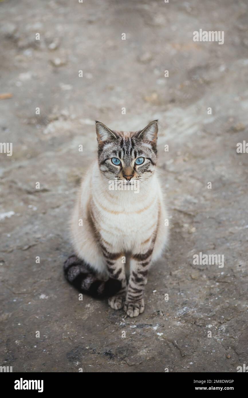 Gatitos gatos hi-res stock photography and images - Alamy