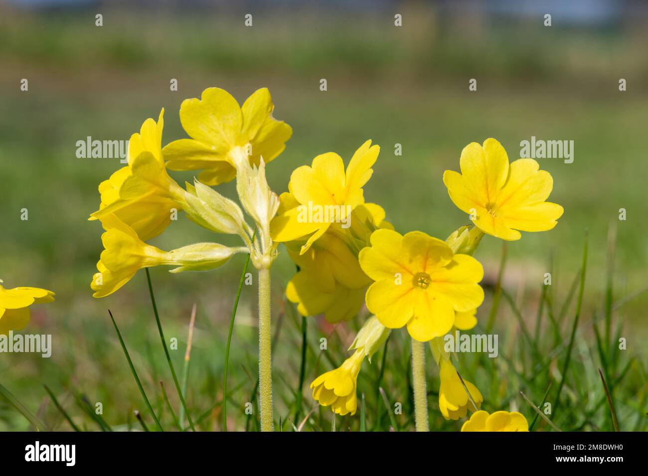 Close up of cowslip (primula veris) flowers in a meadow Stock Photo - Alamy