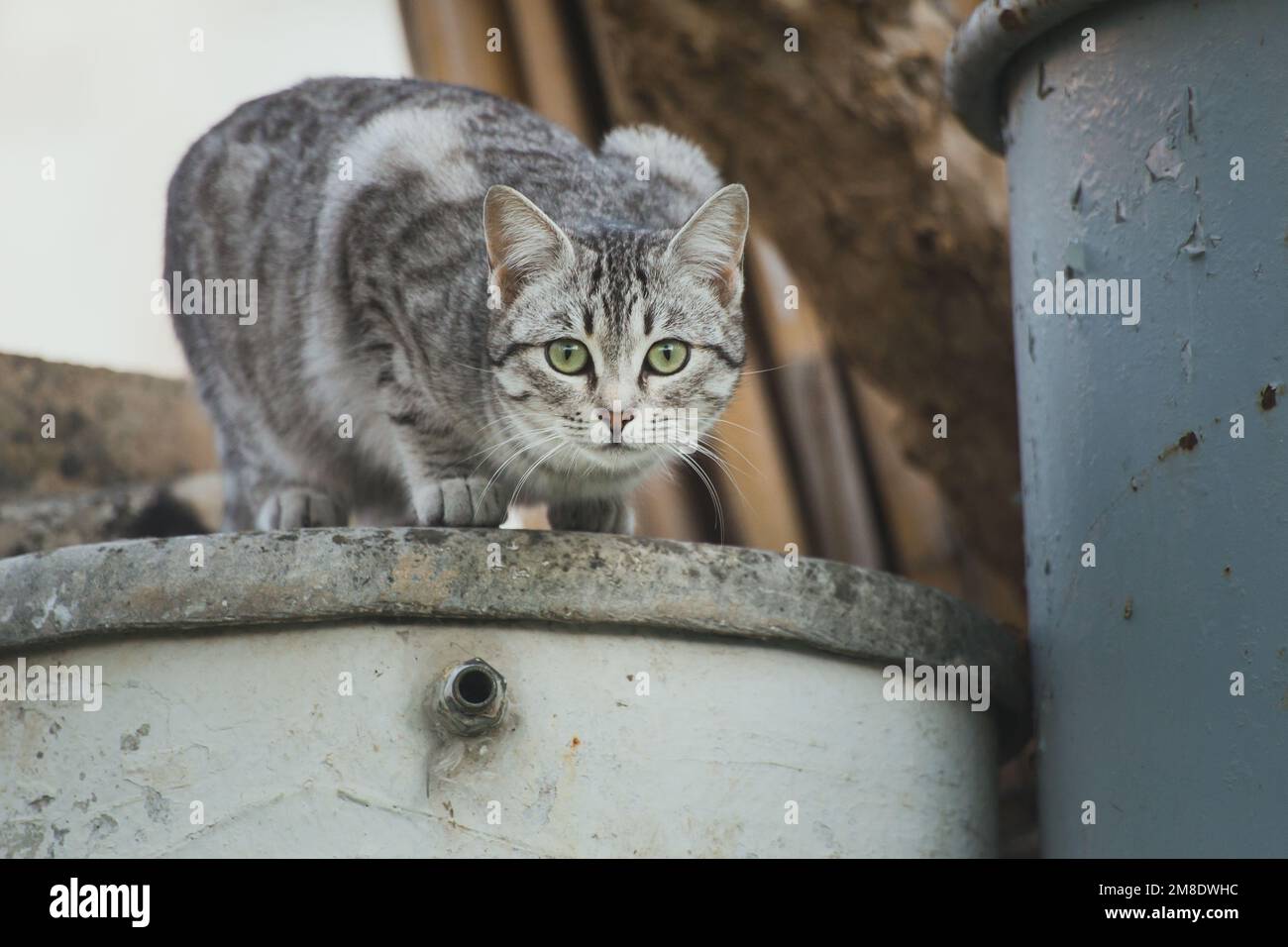 Cats field black color hi-res stock photography and images - Alamy