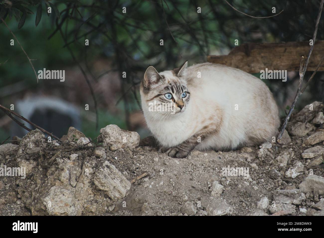 Liberty sweet hi-res stock photography and images - Alamy