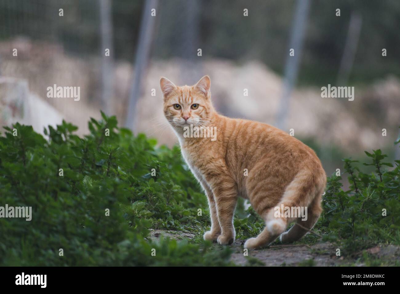 Gatitos gatos hi-res stock photography and images - Alamy