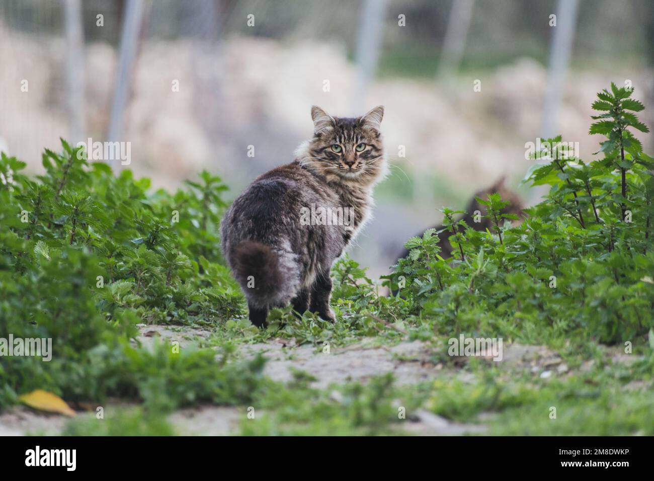 Gatitos gatos hi-res stock photography and images - Alamy