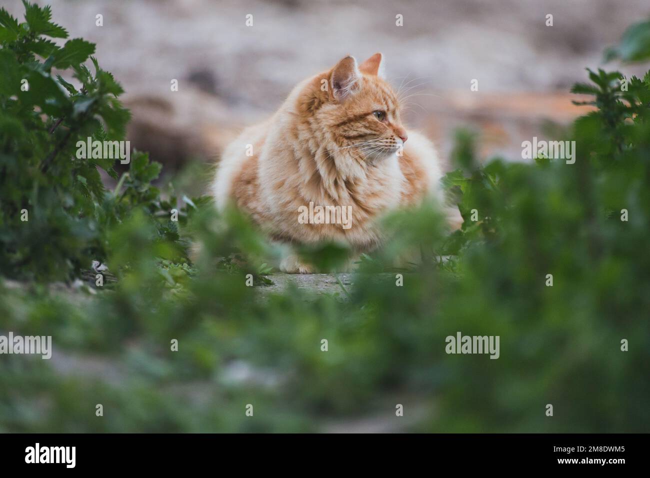 Cats field black color hi-res stock photography and images - Alamy