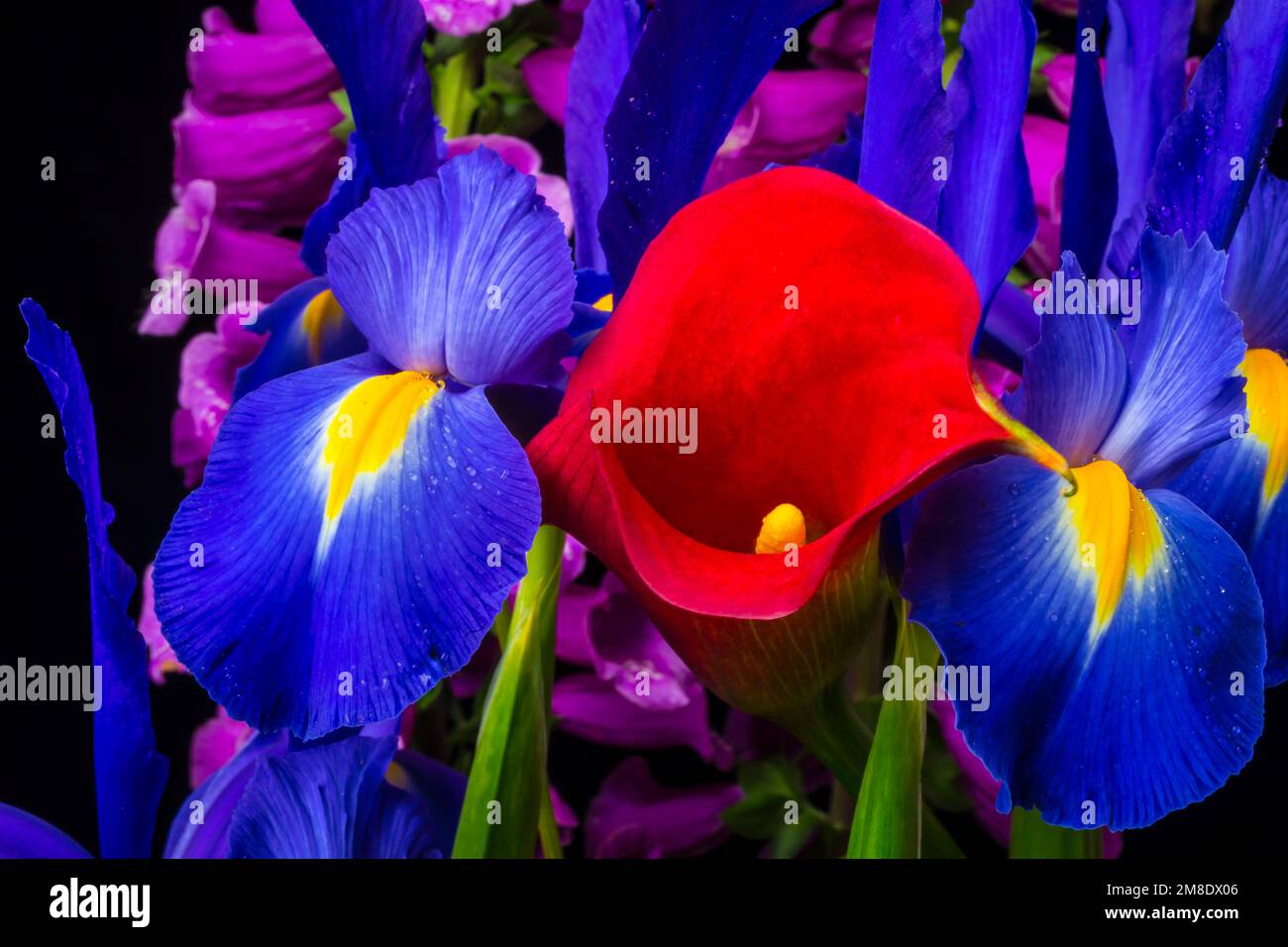 Red Calla Lily With Blue Iris Stock Photo - Alamy