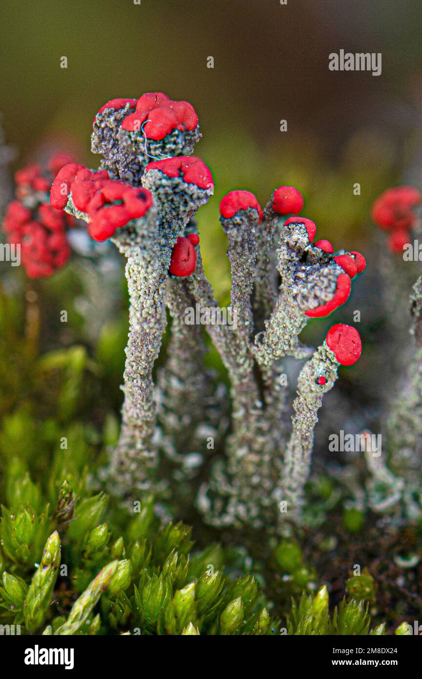 A vertical closeup of small Cladonia floerkeana lichen with red tips ...