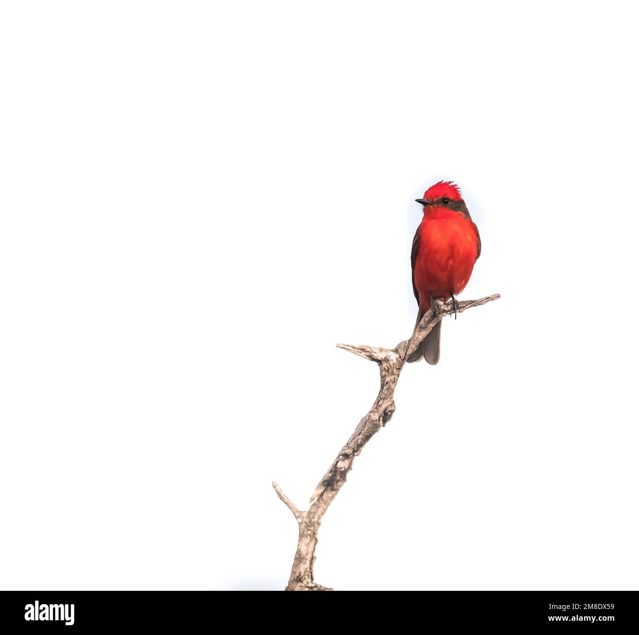 Vermilion Flycatcher (Pyrocephalus rubinus) Calden Forest environment ...