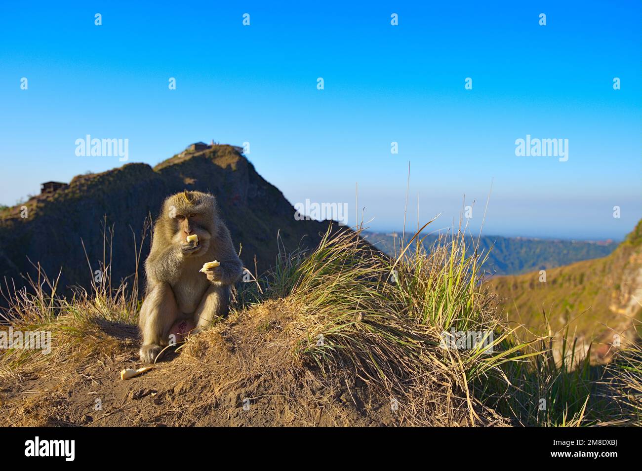 Monkey on Mount Batur on Bali Indonesia eating some food thrown to him ...