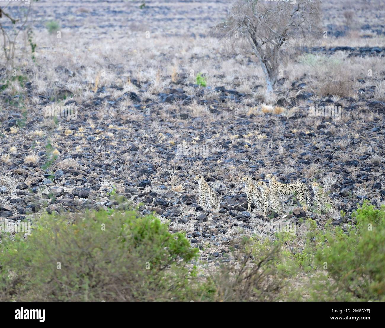 A group of five female Cheetahs (mother and her juveniles) hunting for ...