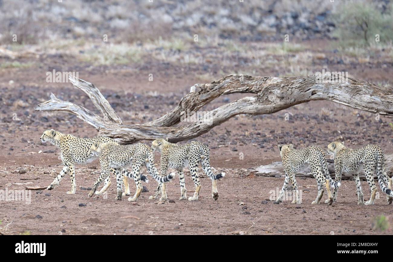 A group of five female Cheetahs (mother and her juveniles) hunting for ...