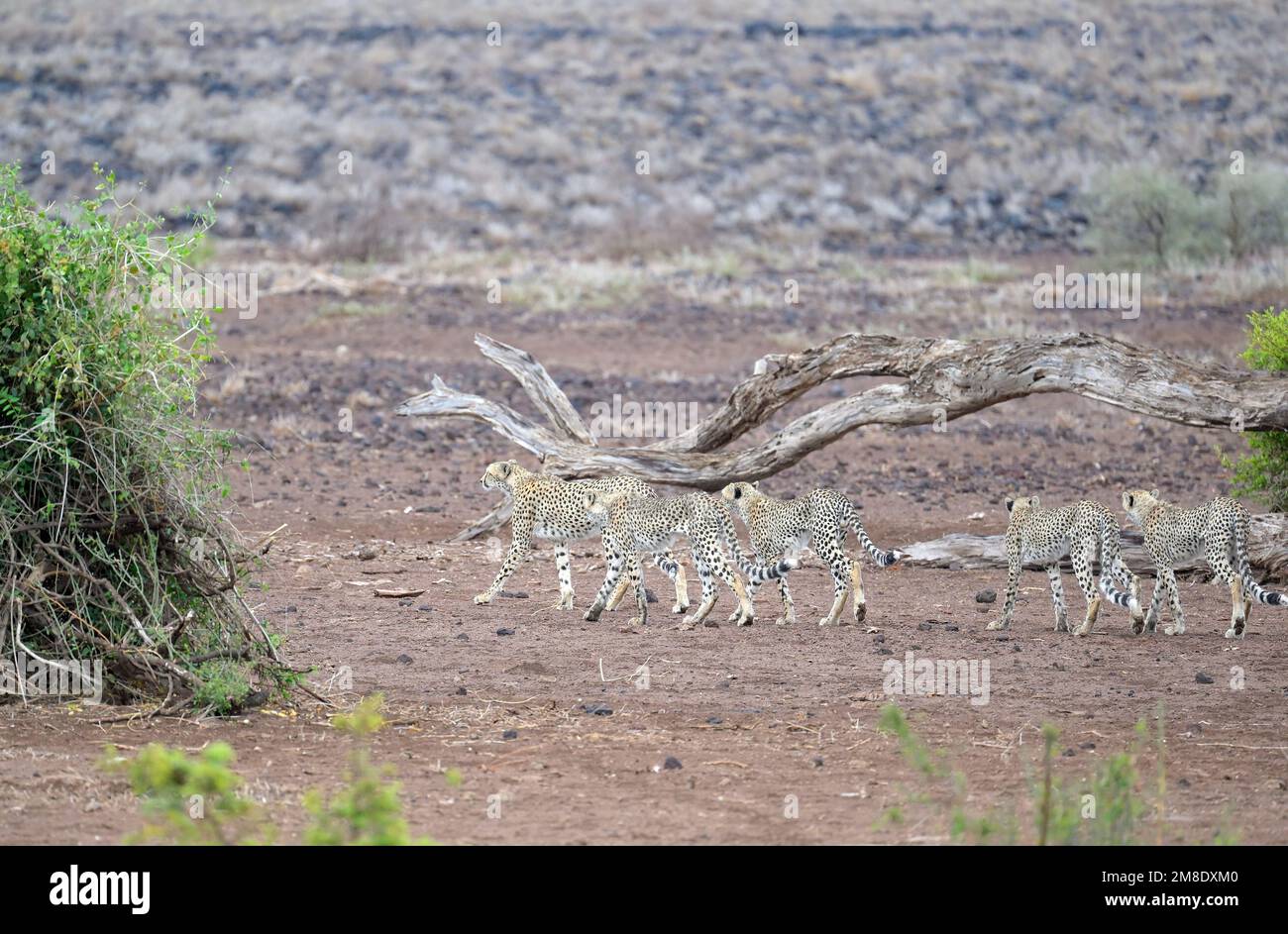 A group of five female Cheetahs (mother and her juveniles) hunting for ...