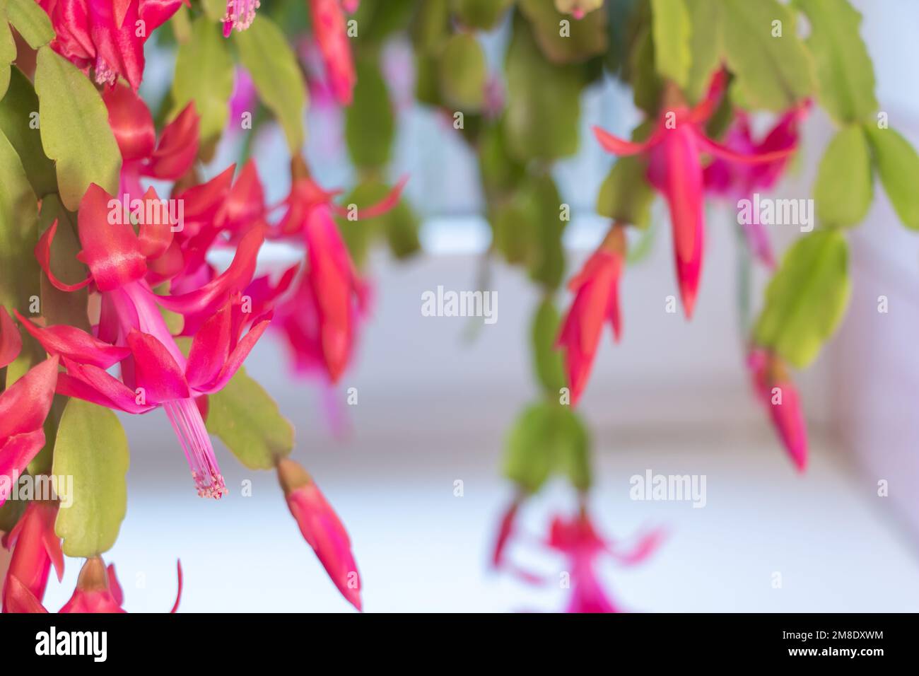 Schlumbergera care hi-res stock photography and images - Alamy