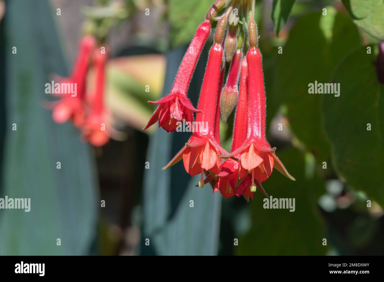 Cultivated fuchsias hi-res stock photography and images - Alamy