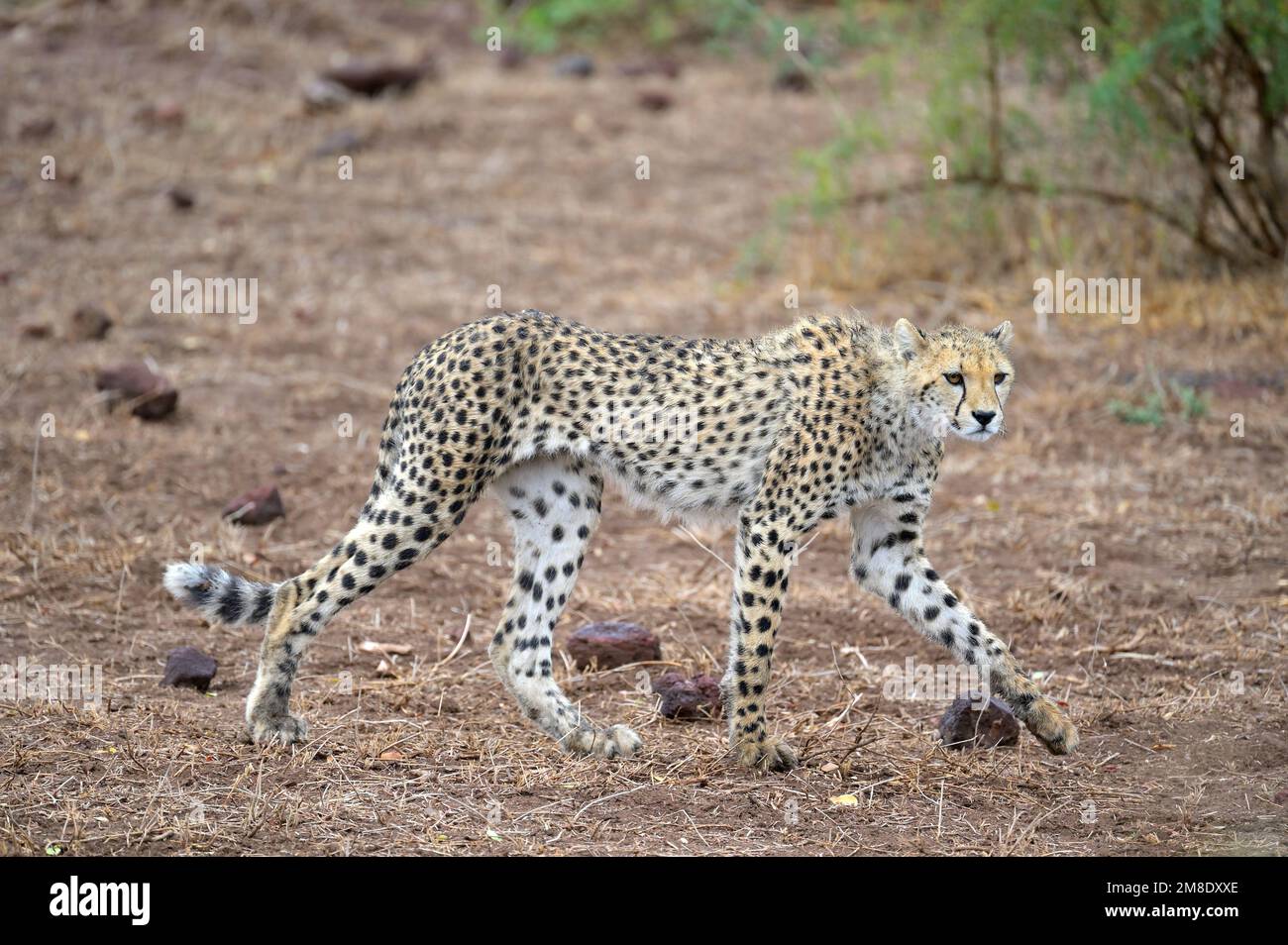 A group of five female Cheetahs (mother and her juveniles) hunting for ...
