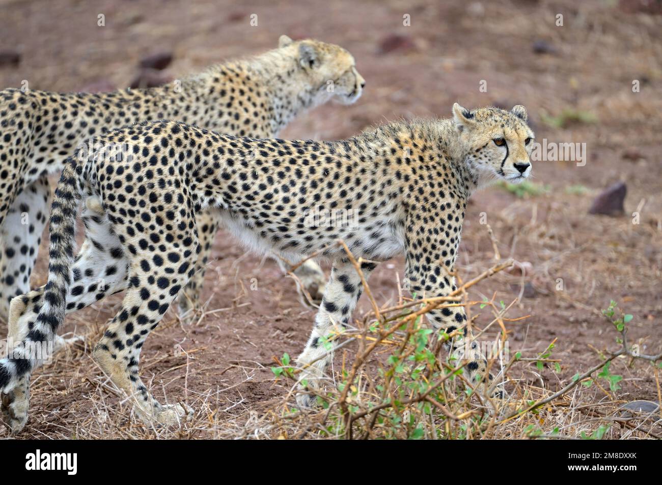 Dried up pleistocene lake hi-res stock photography and images - Alamy