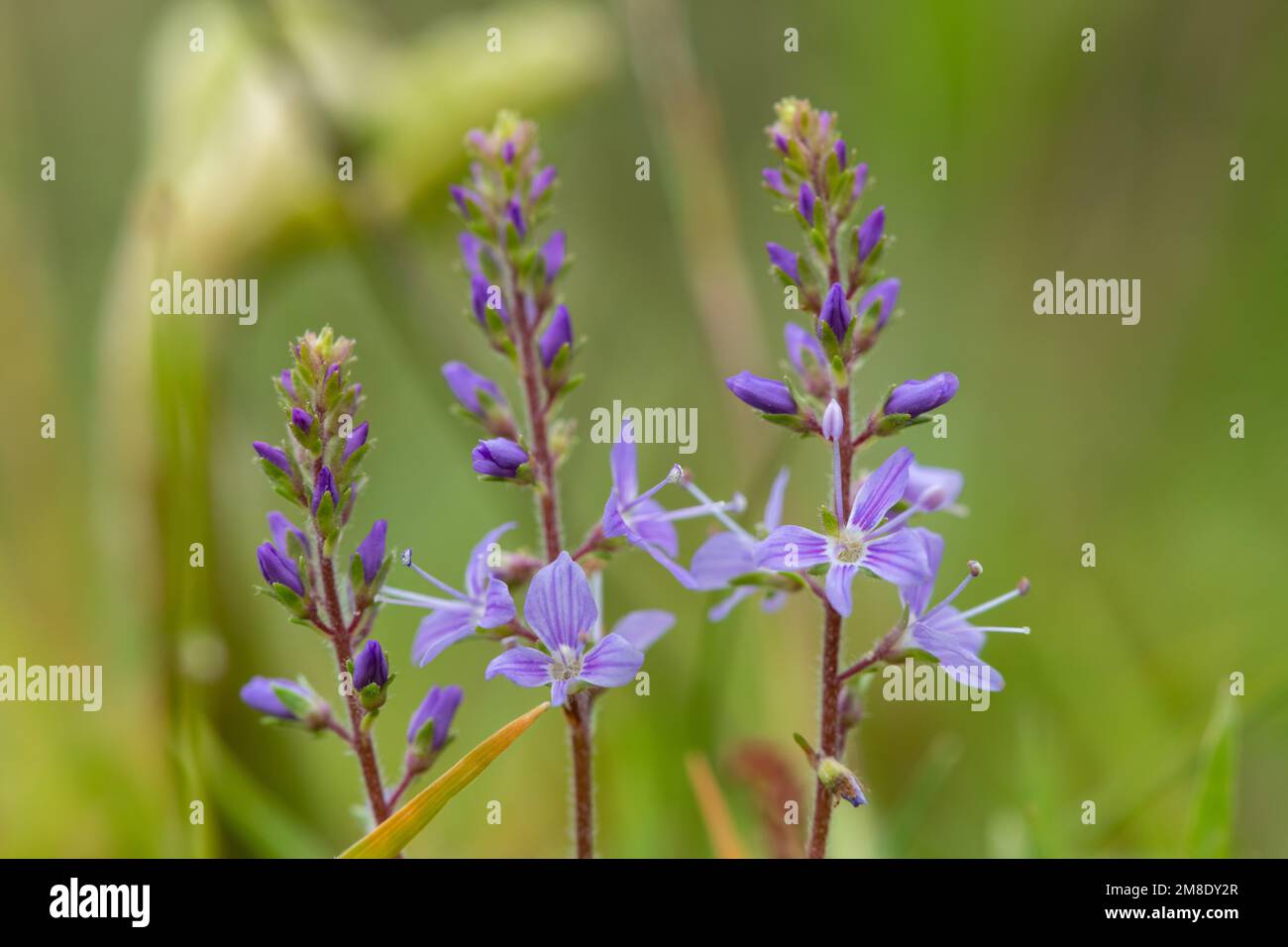 Close up of heath speedwell (veronica officinalis) flowers in bloom ...