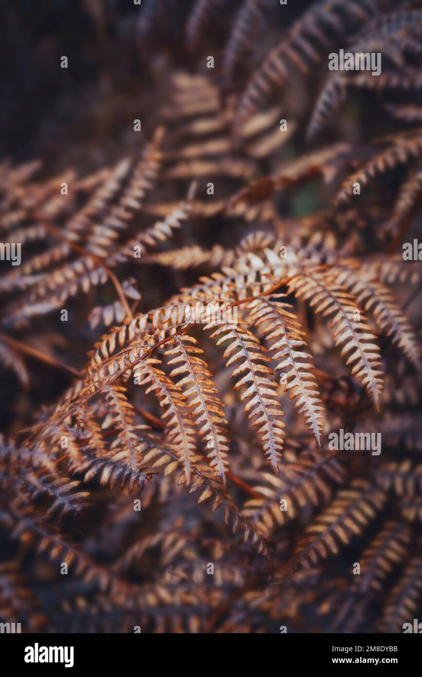 Moody dark image of brown Bracken Ferns, wet from a recent rain, in ...