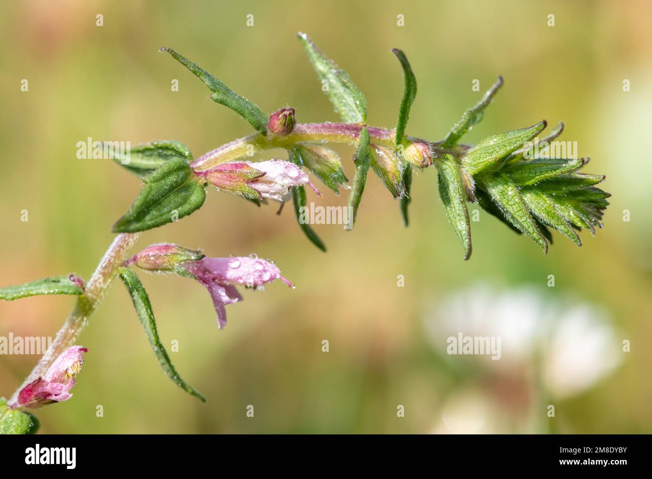 Macro shot of a red bartsia (odonites vernus) plant covered in dew ...