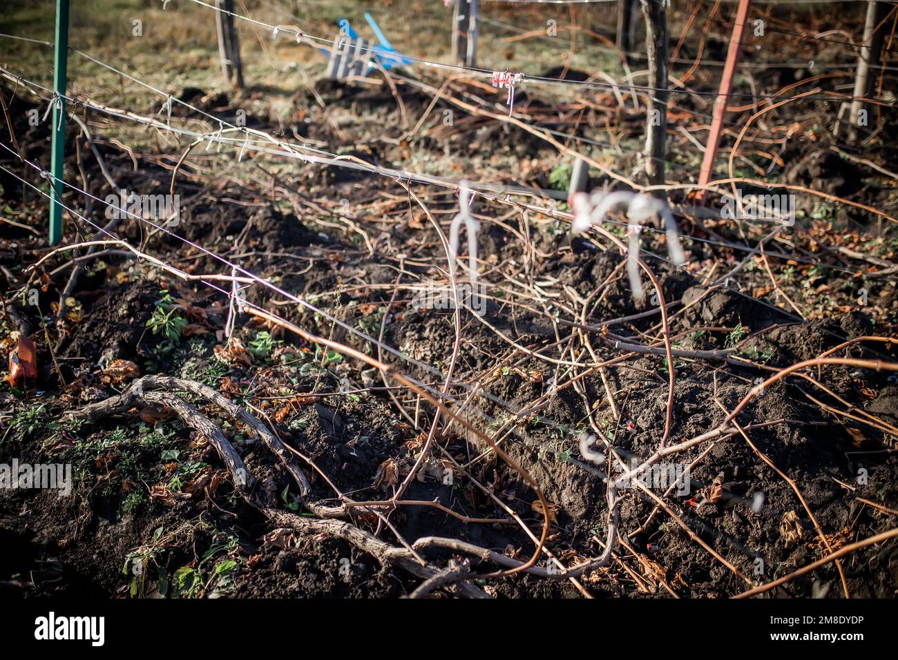 Grape vines tied to guides in the vineyard. Preparation of grapes for ...