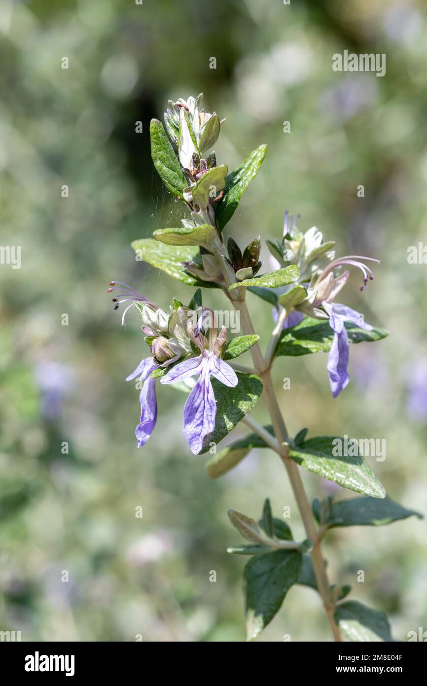 Teucrium fruticans flower hi-res stock photography and images - Alamy