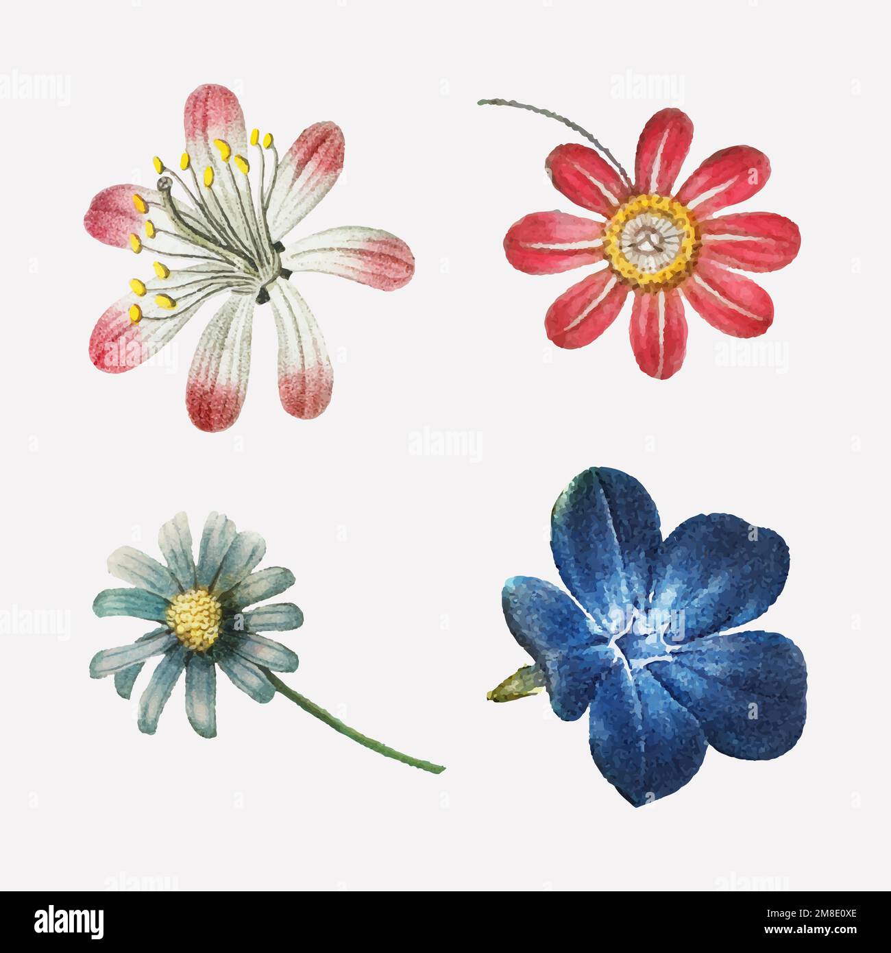 Pink and blue flower vector set vintage illustration Stock Vector Image ...