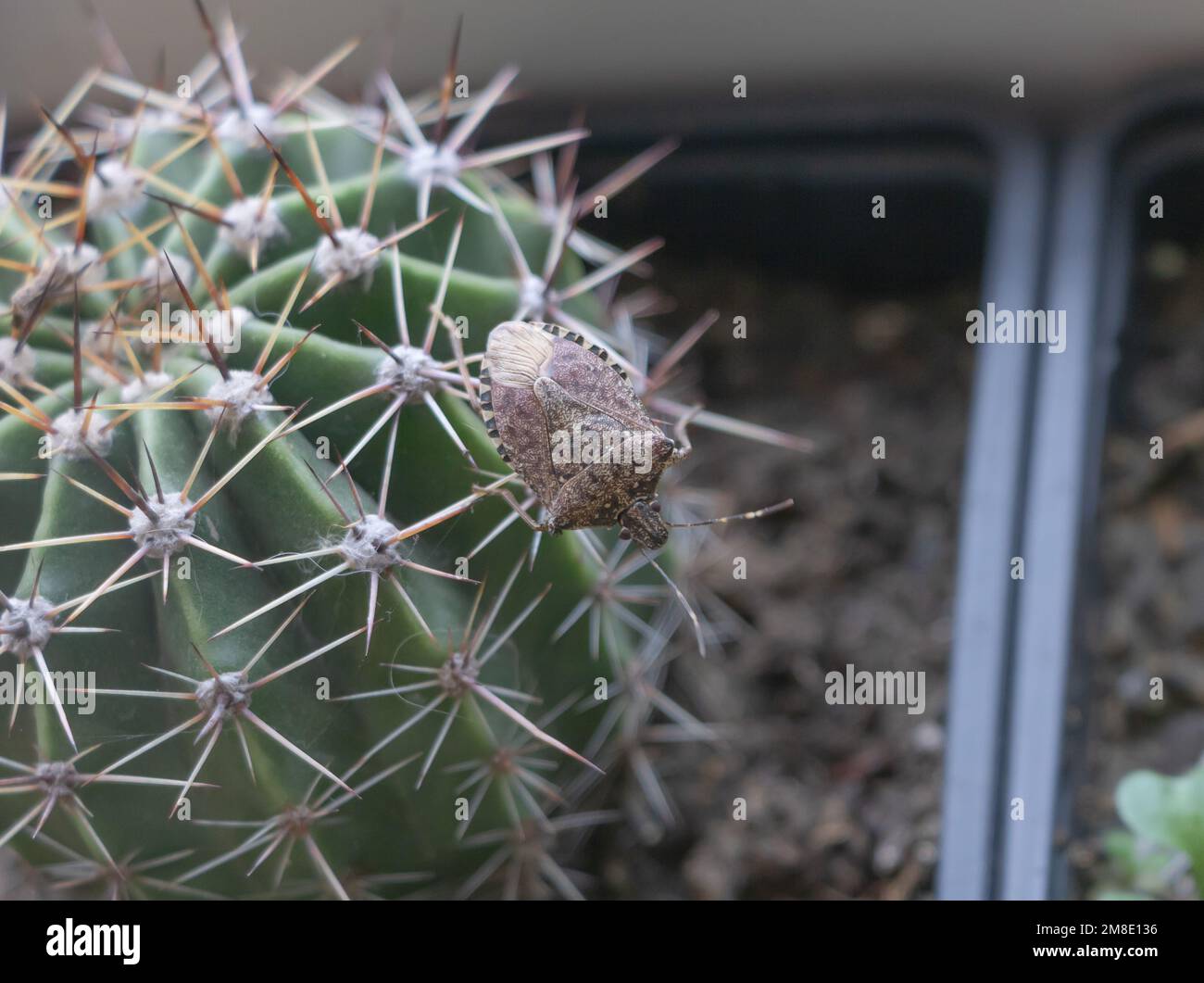 The Cactus' Unwanted Visitor: A Brown Marmorated Stink Bug ...