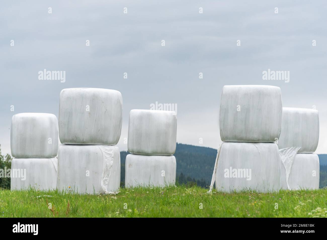 Haylage bales wrapped in white foil will provide food for farm animals ...