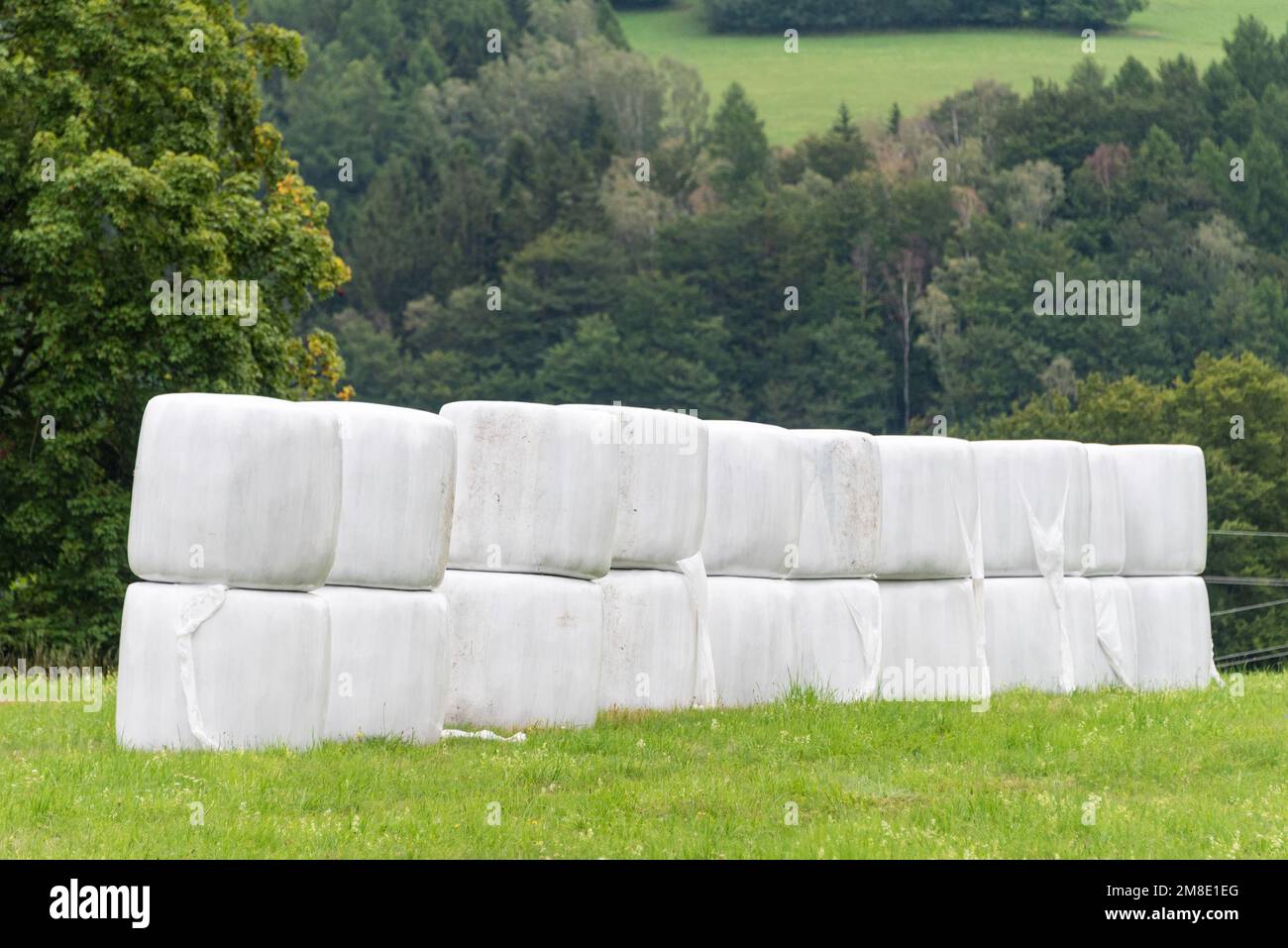 Cattle preservation hi-res stock photography and images - Alamy