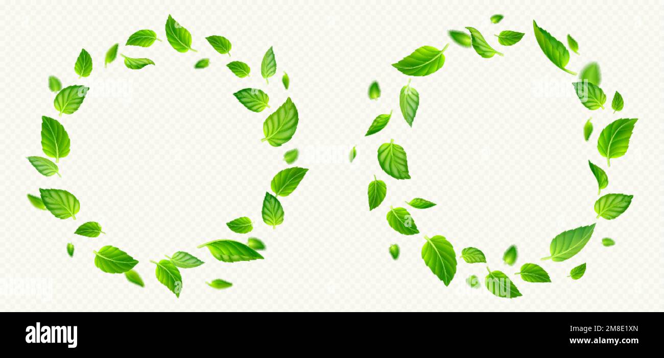 Set of green tea or mint leaves circle frames isolated on transparent ...